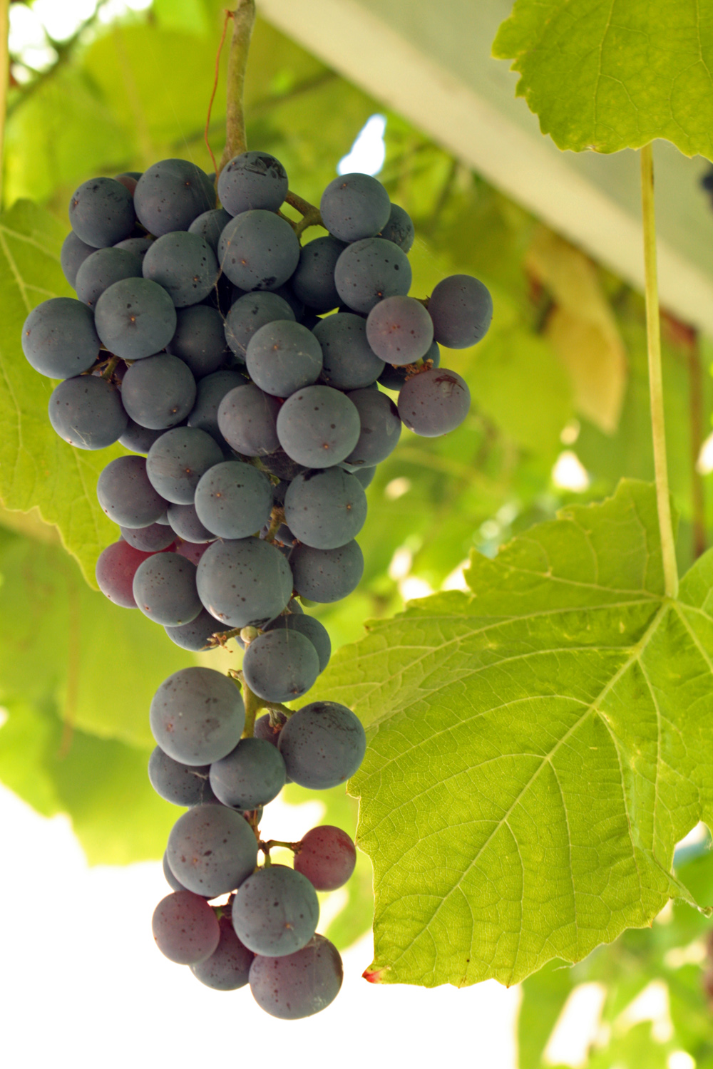 Harvesting our Glenora Grapes – Musings From Paradise